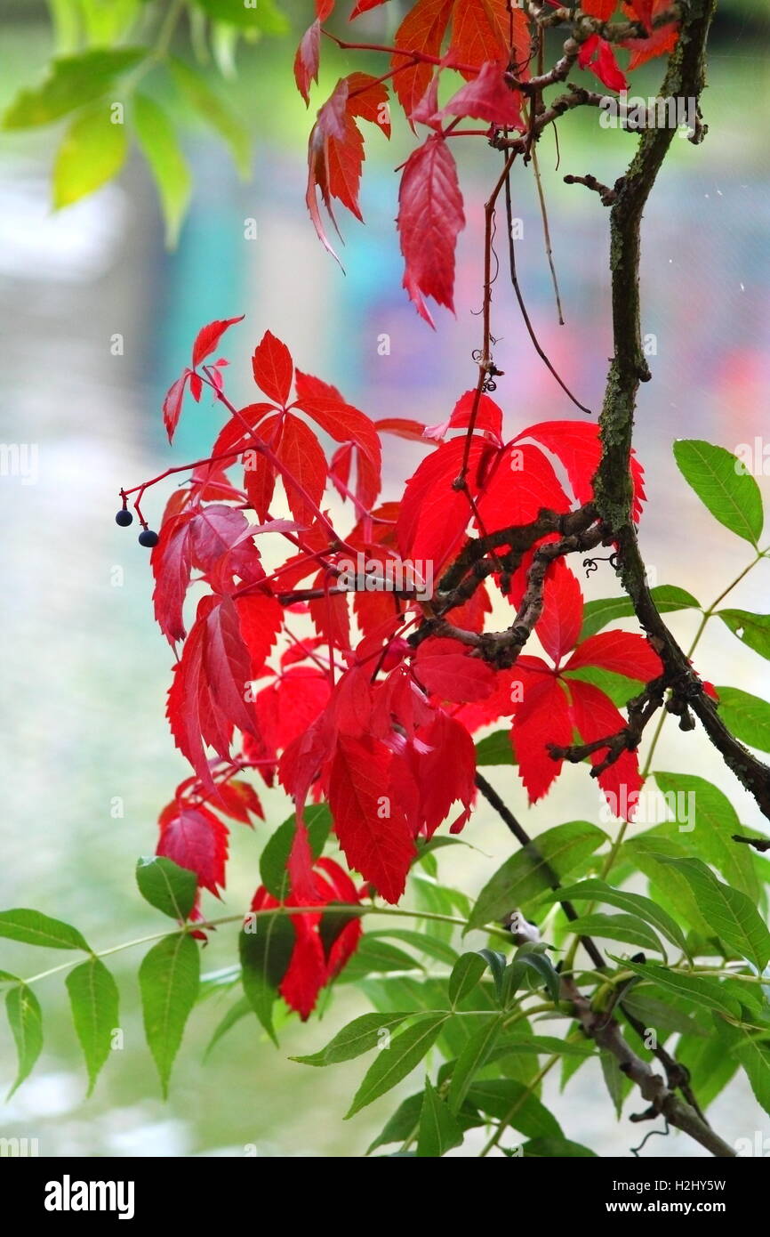 Autumn leaves background red sumac hi-res stock photography and images ...