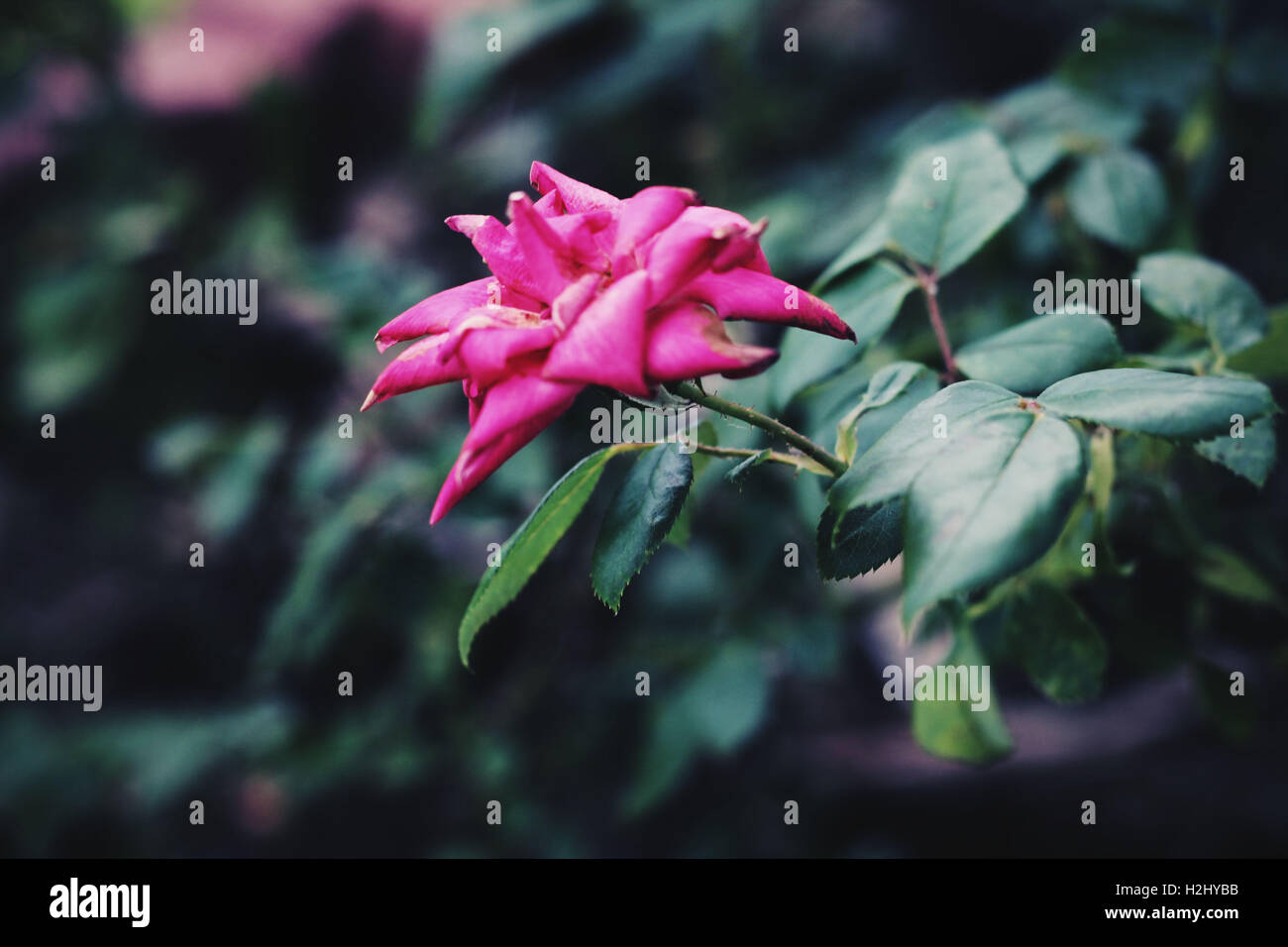 Pink rose in full bloom Stock Photo - Alamy
