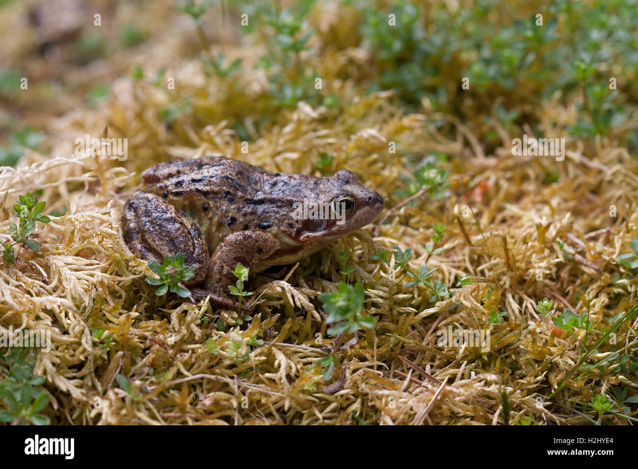 Common Frog, Rana temporaria, Single adult resting on mossy bank. Linn ...