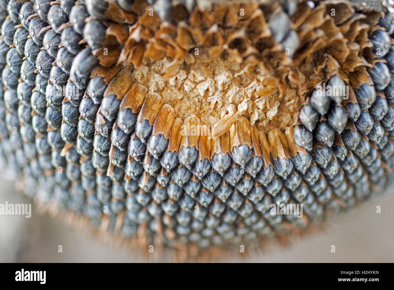 Dry Sunflower Close Up. Ripened Sunflower in Harvesting Time. Raw Seeds ...