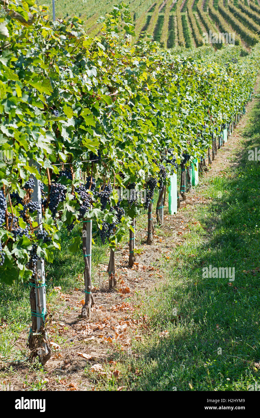 Grape vine branches in sun hi-res stock photography and images - Alamy