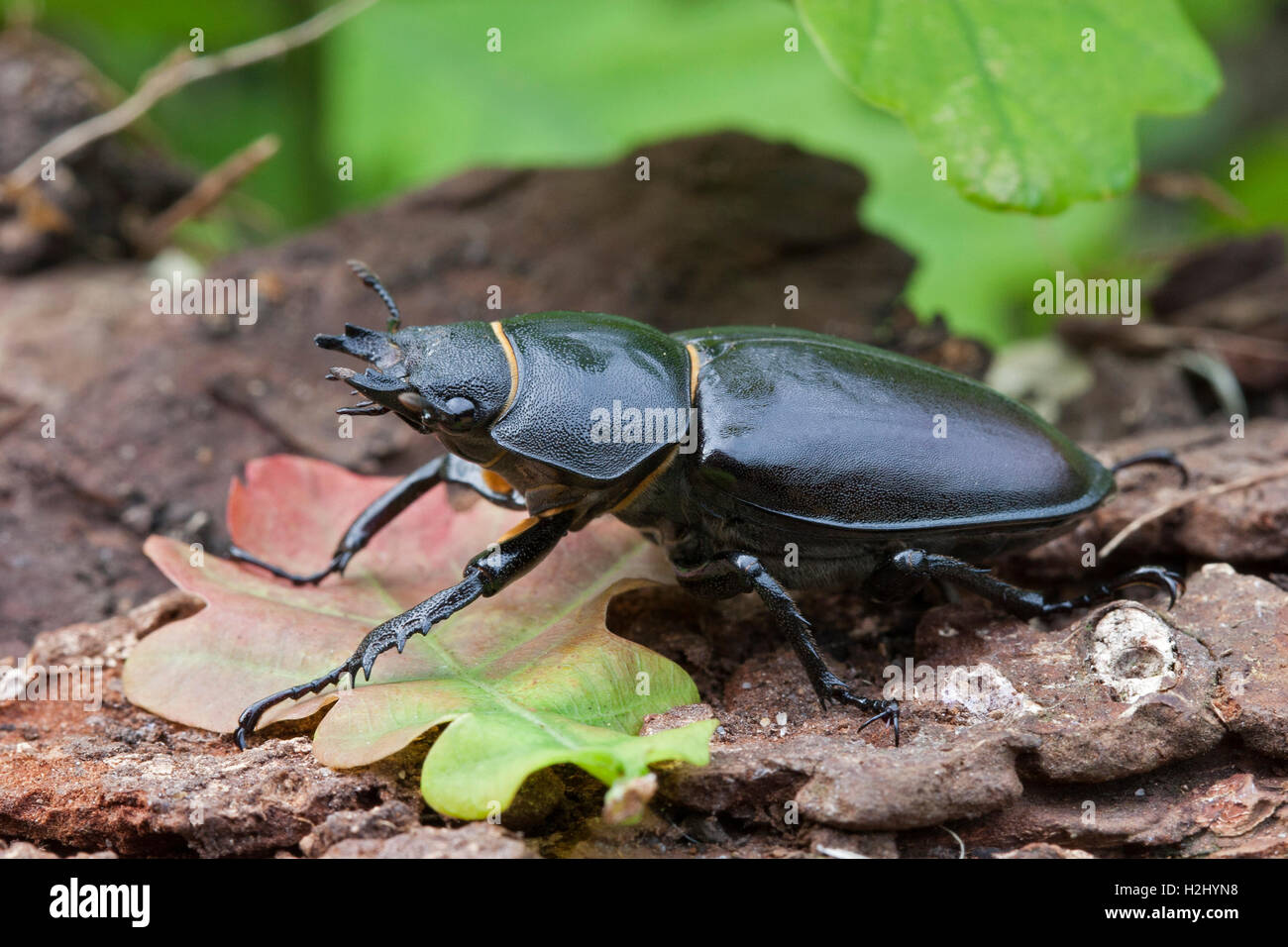 Stag Beetle, Lucanus cervus. Single adult female. Taken June. Lea ...