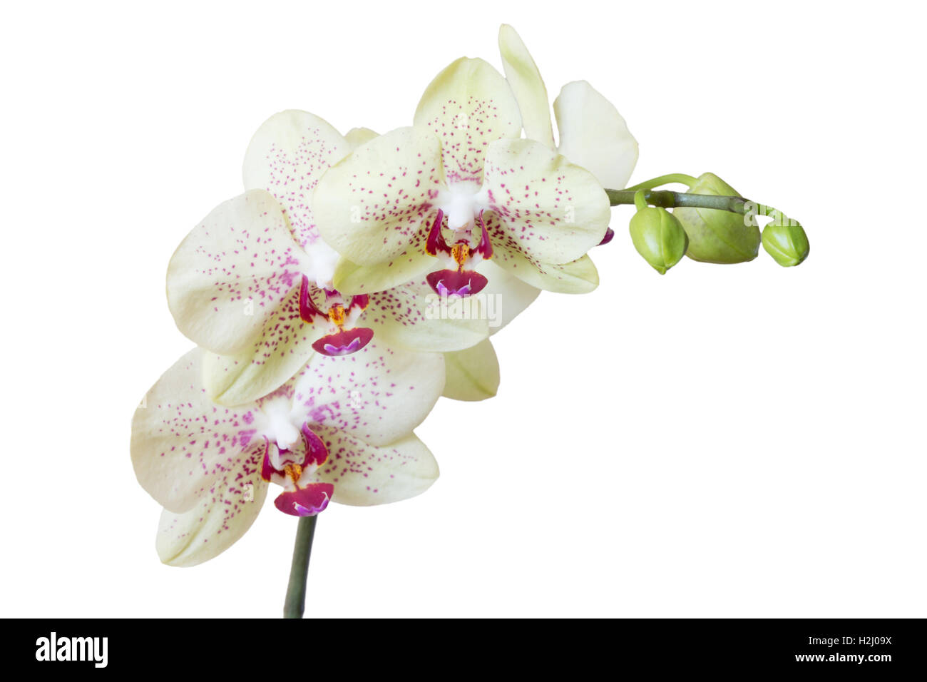 White tropical orchid Cut Out Stock Images & Pictures - Alamy