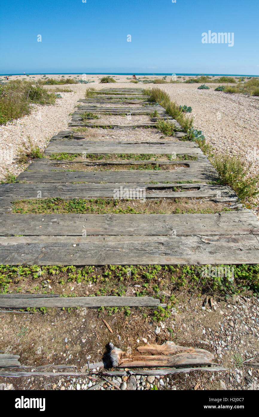 Feature on Pagham Harbour shingle spit. August. Sussex. UK. View out to ...