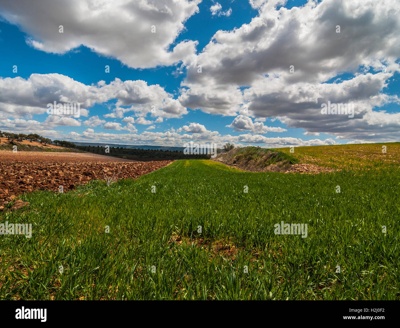 Farm, crop field. landscape with green grass. Spain agriculture Stock ...