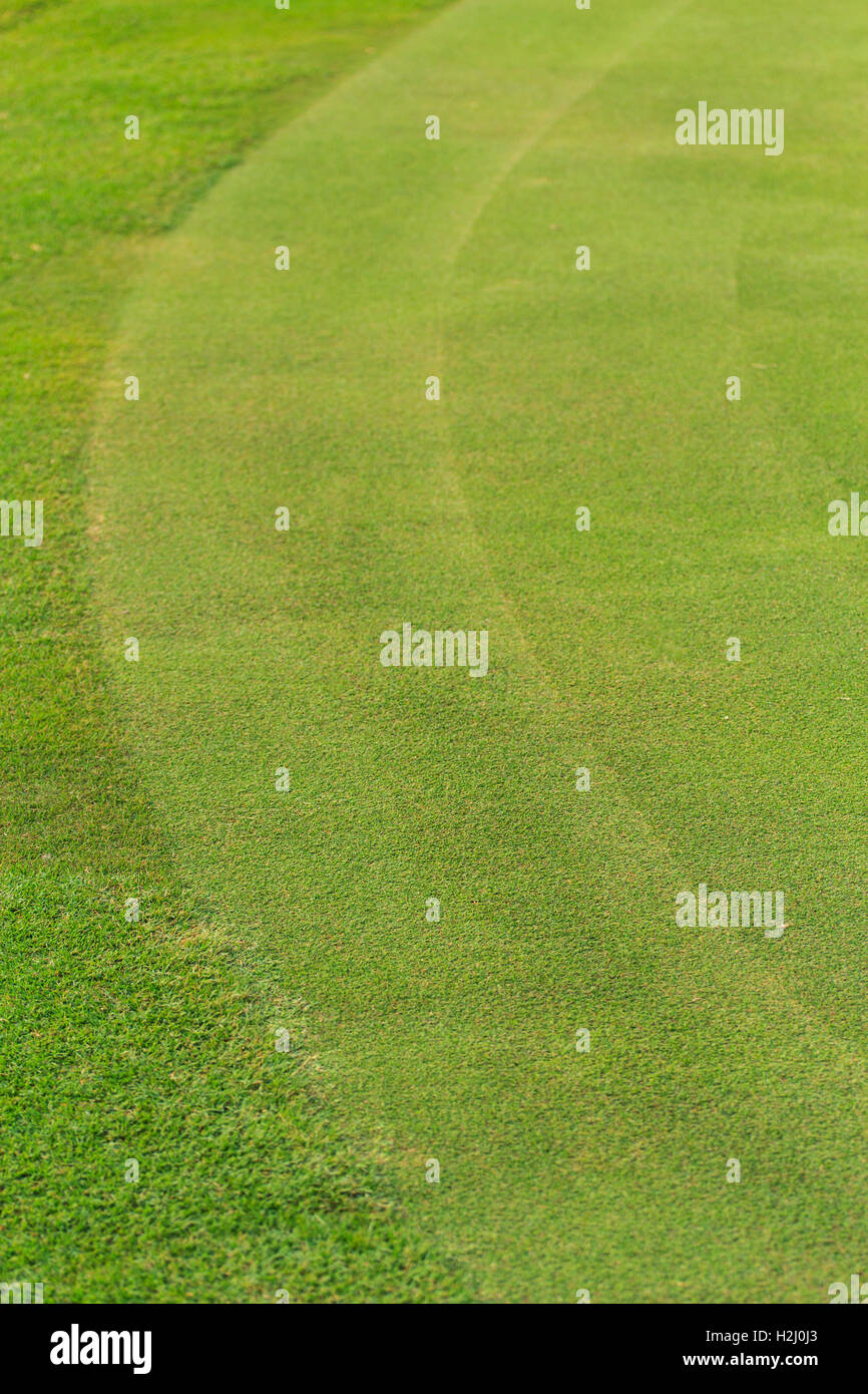 Green grass on a golf course Stock Photo - Alamy