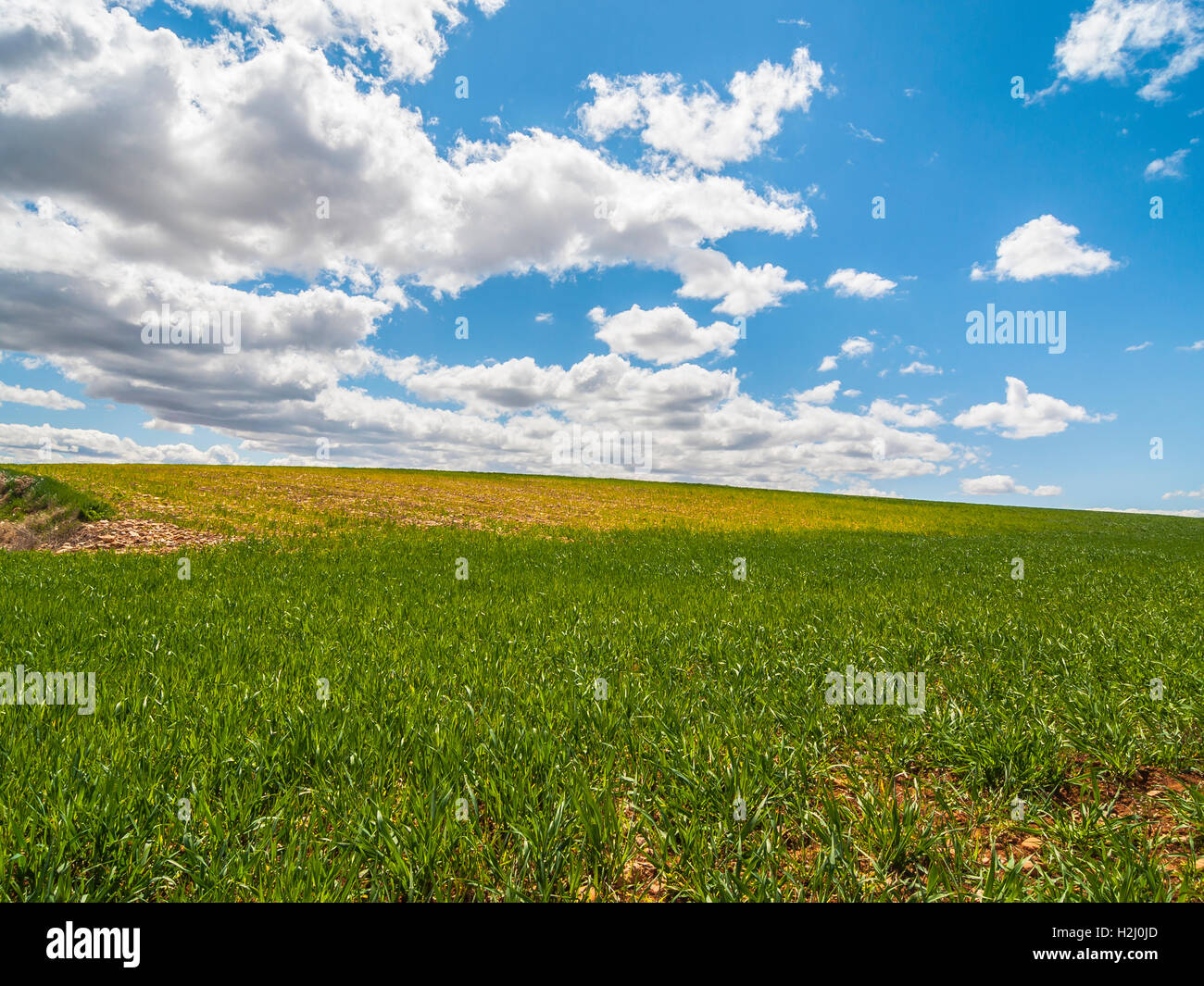 Farm, crop field. landscape with green grass. Spain agriculture Stock ...