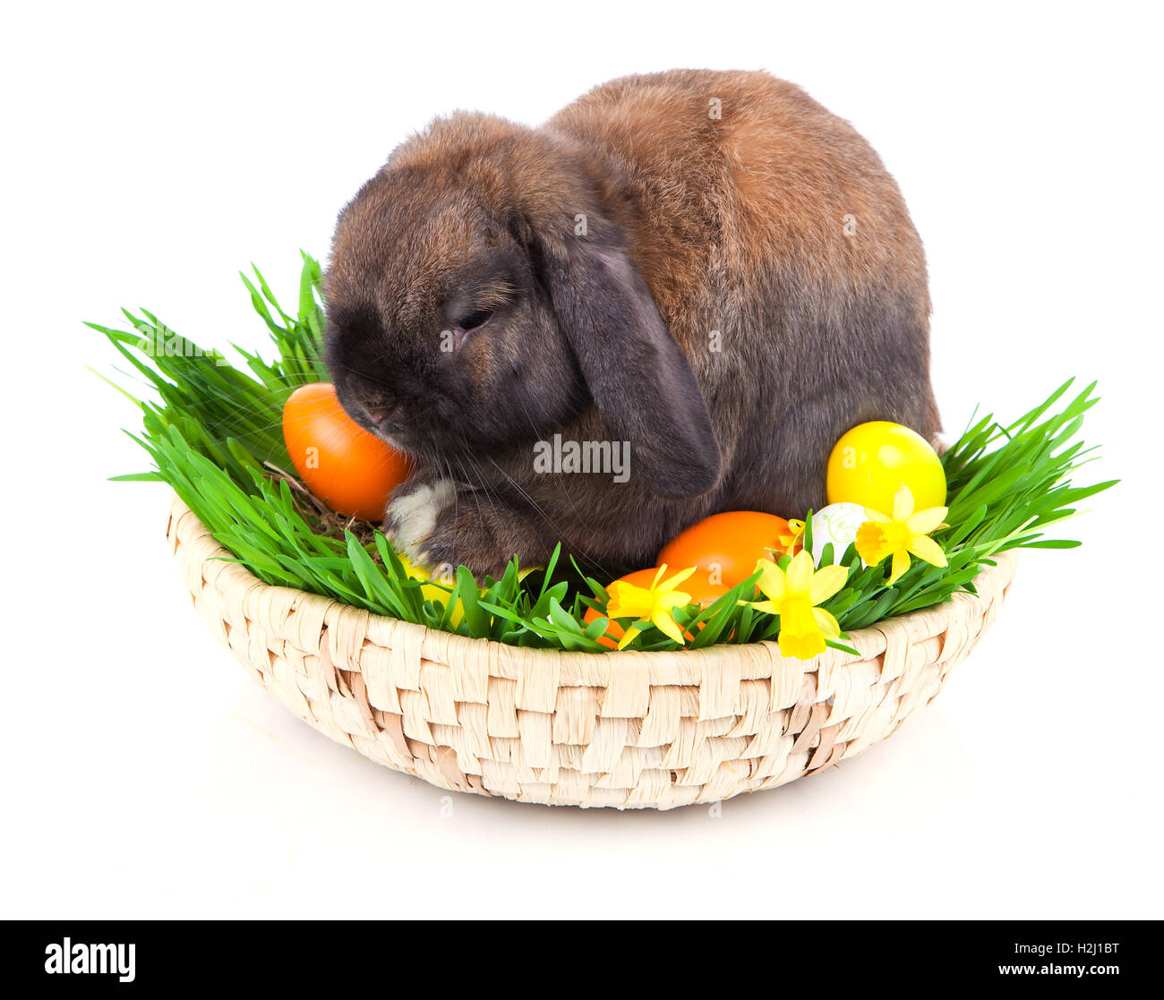 rabbit in a basket with Easter eggs, on a white background Stock Photo ...