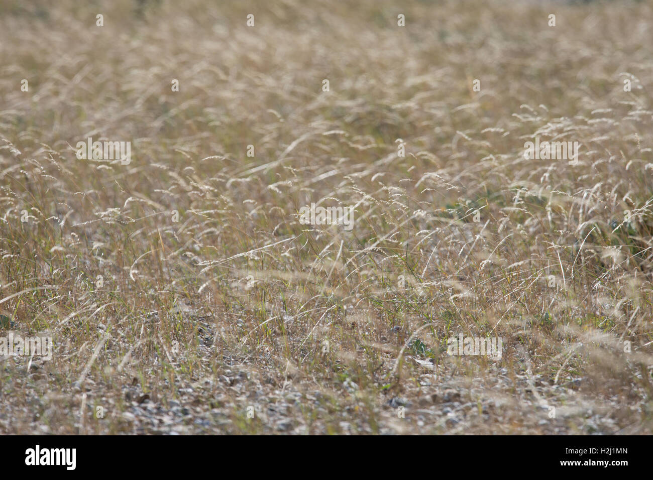 Grass colonizing and growing on Pagham Harbour shingle spit. August ...