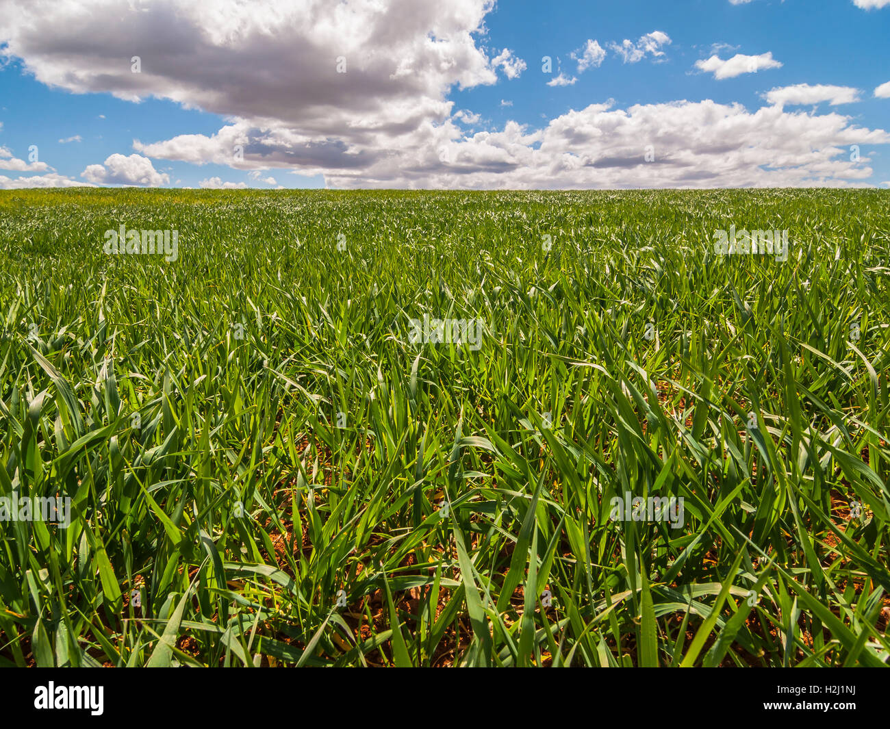 Farm, crop field. landscape with green grass. Spain agriculture Stock ...