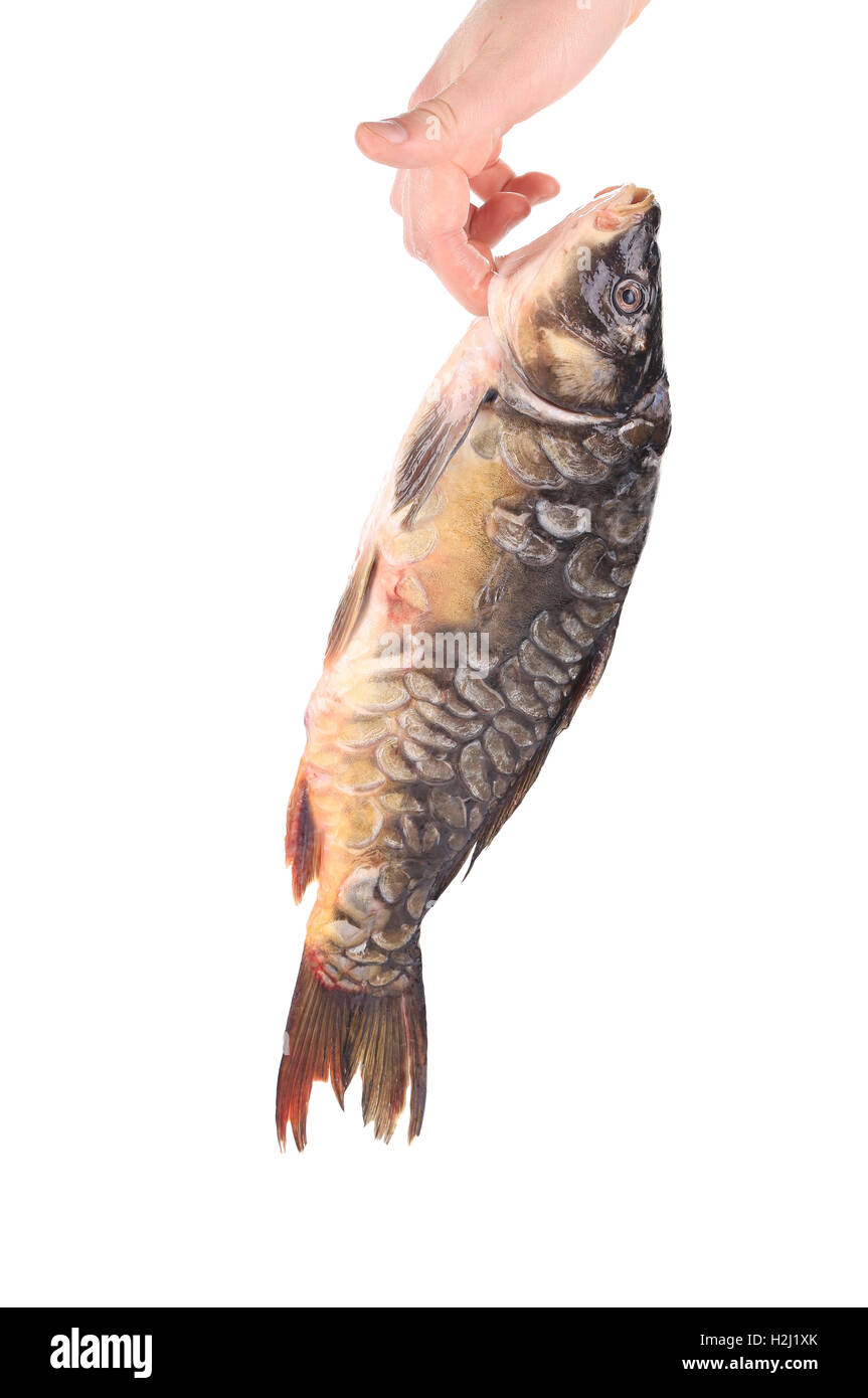 Holds the tail Cut Out Stock Images & Pictures - Alamy