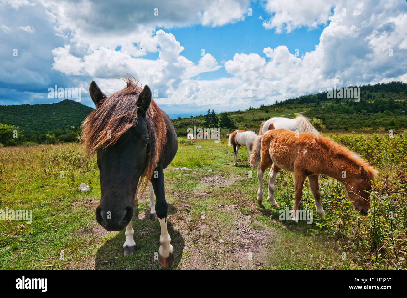 Grayson Highlands State Park Stock Photo - Alamy