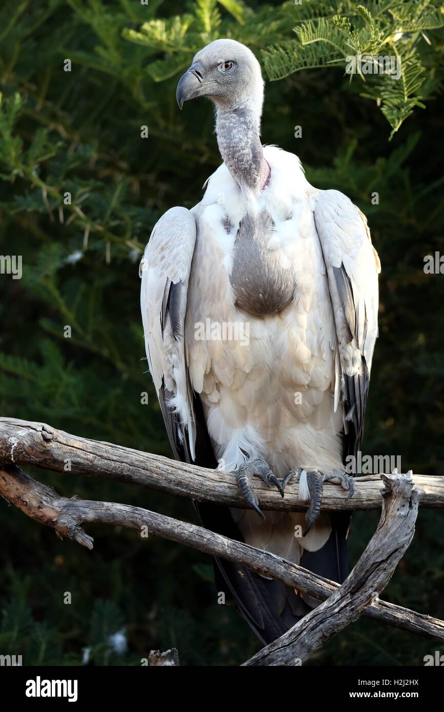Griffon Vulture Bird Stock Photo - Alamy