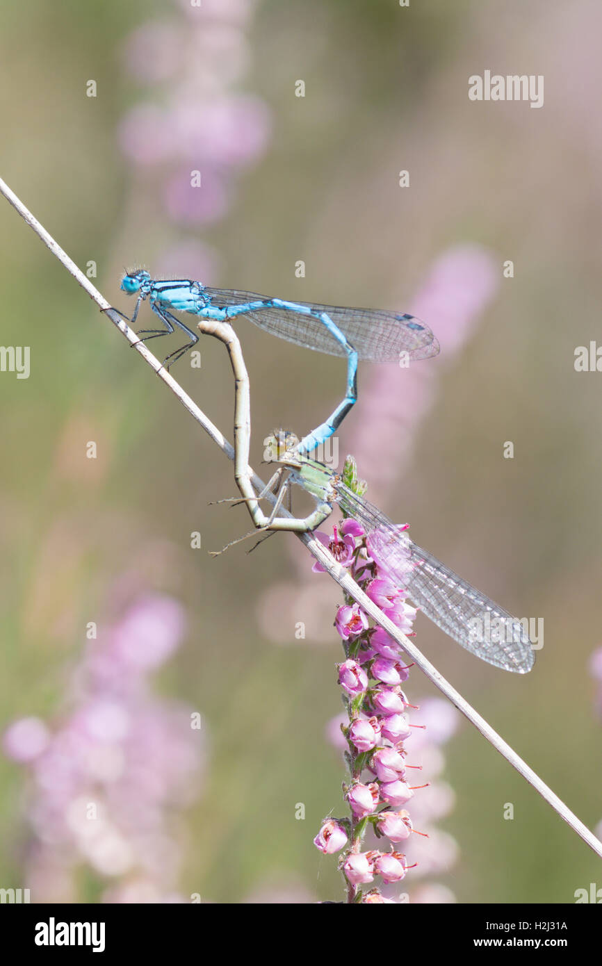 Mating wheel hi-res stock photography and images - Alamy
