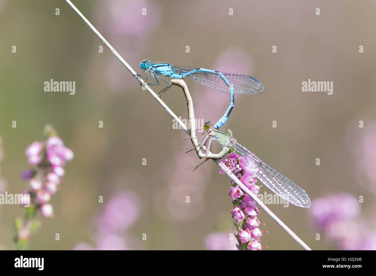 Mating wheel hi-res stock photography and images - Alamy