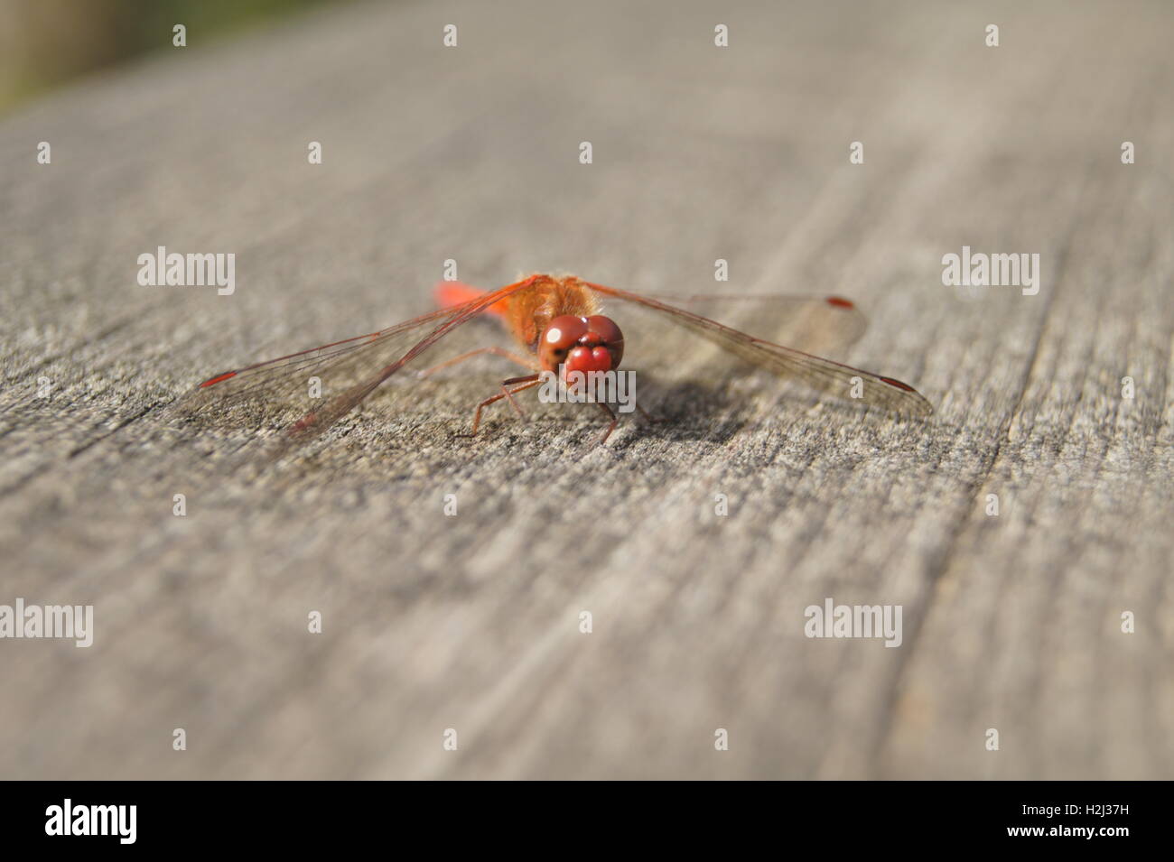Dragon Flys High Resolution Stock Photography and Images - Alamy