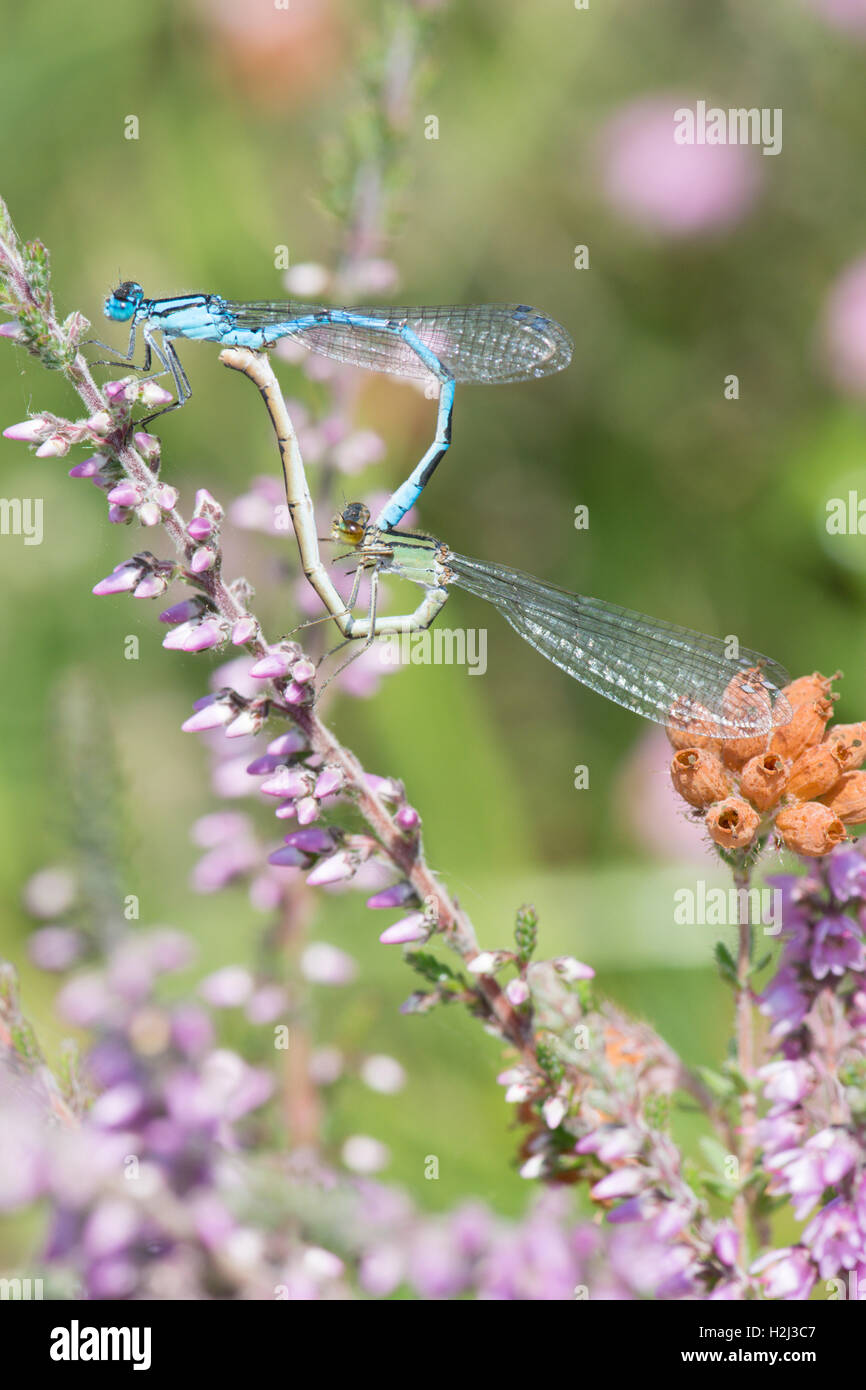 Dragonfly damselflies resting tandem august uk ling mate reproduction ...