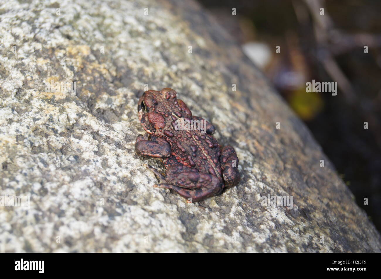 warted toad sitting on a rock Stock Photo - Alamy