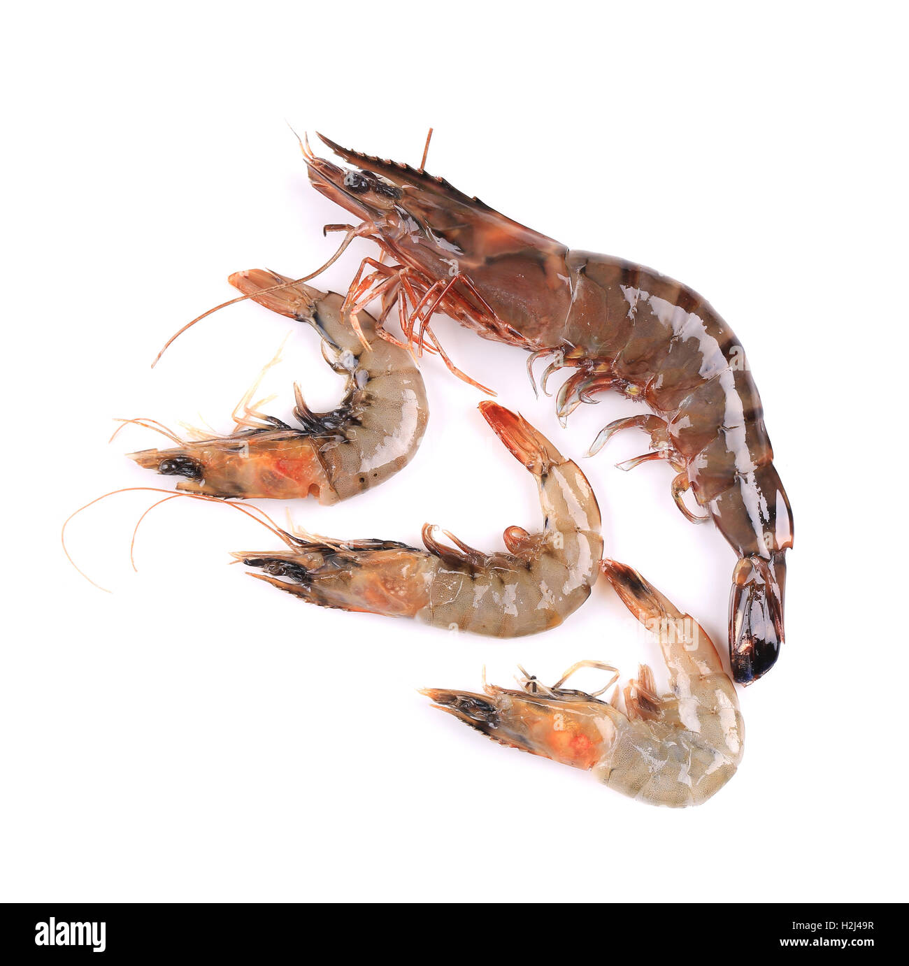 Penaid shrimp hi-res stock photography and images - Alamy