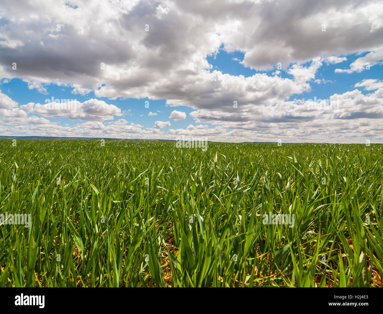 Farm, crop field. landscape with green grass. Spain agriculture Stock ...