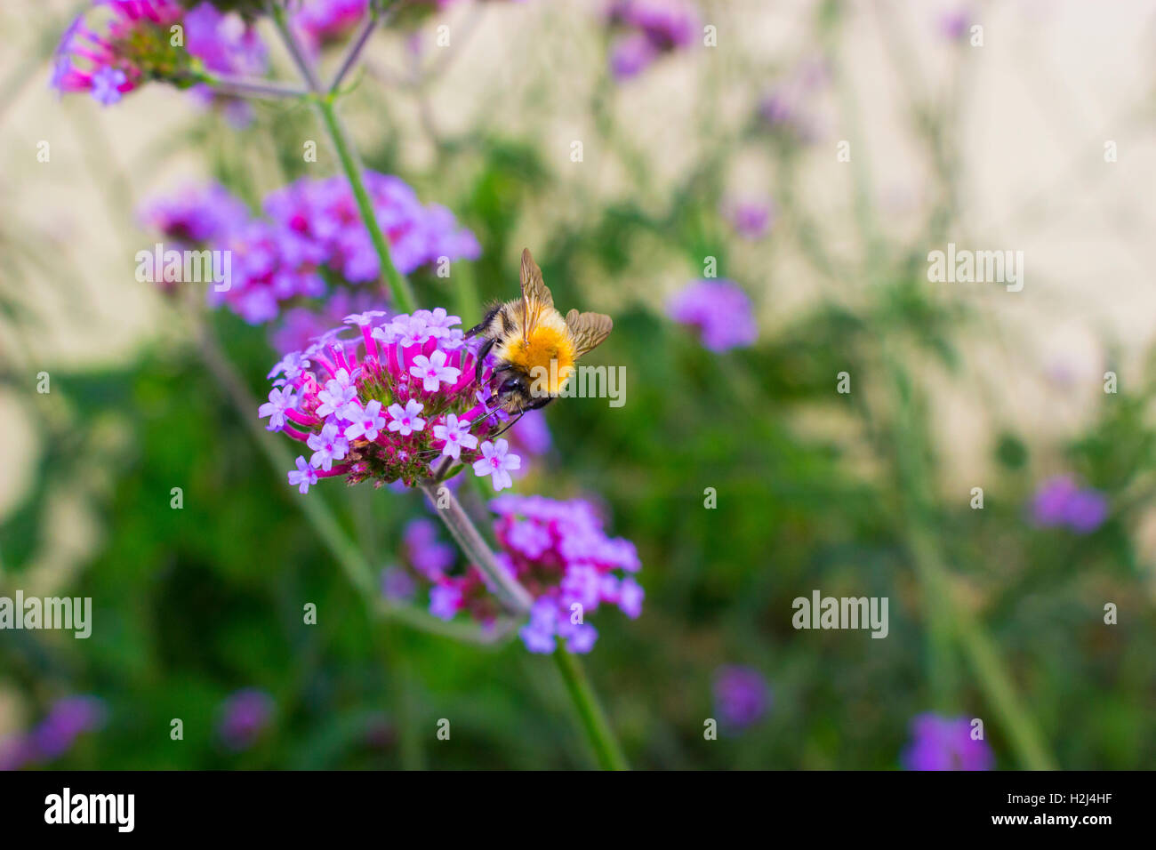 Bee on flower collecting nectar hi-res stock photography and images - Alamy