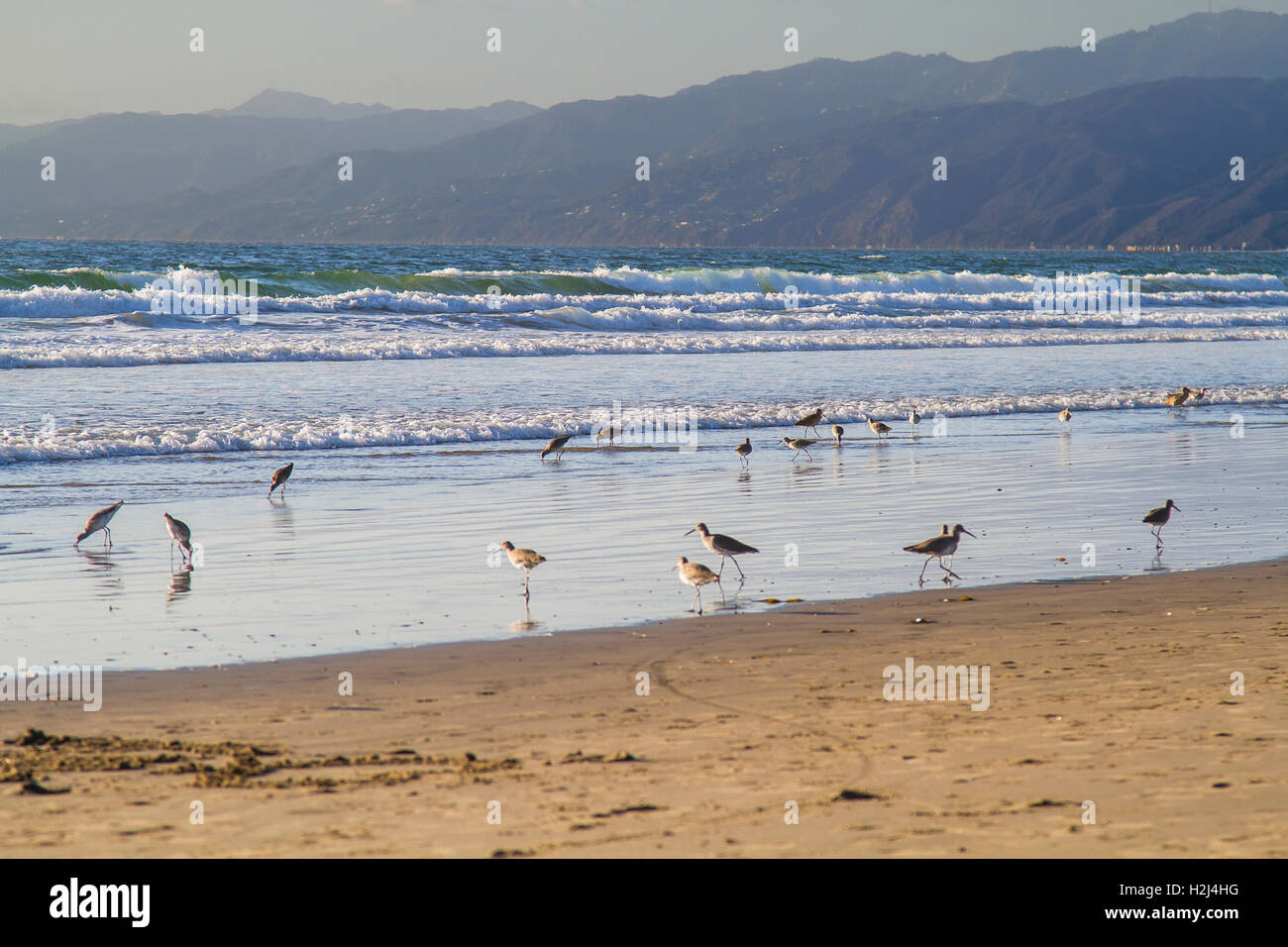 flock of sandpiper wades Stock Photo - Alamy flock of sandpiper wades Stock Photo - Alamy