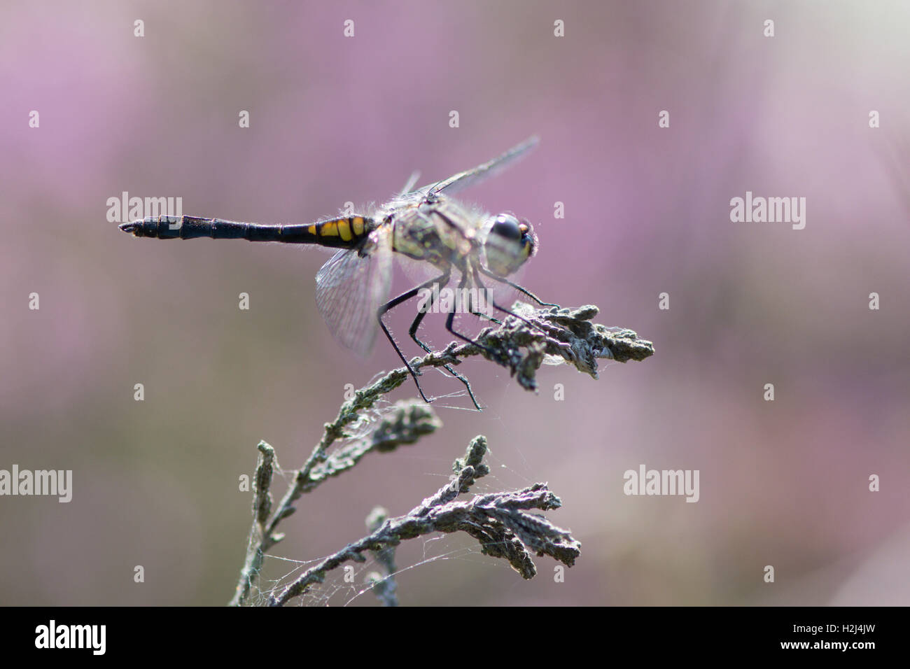 Black Darter [Sympetrum danae] male dragonfly. Sussex. UK. Resting on ...