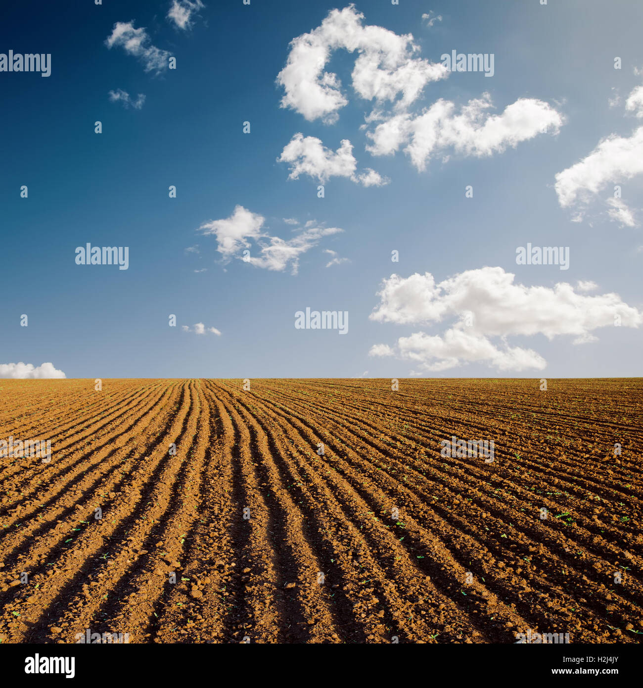 plowed field and blue sky in sunset Stock Photo - Alamy