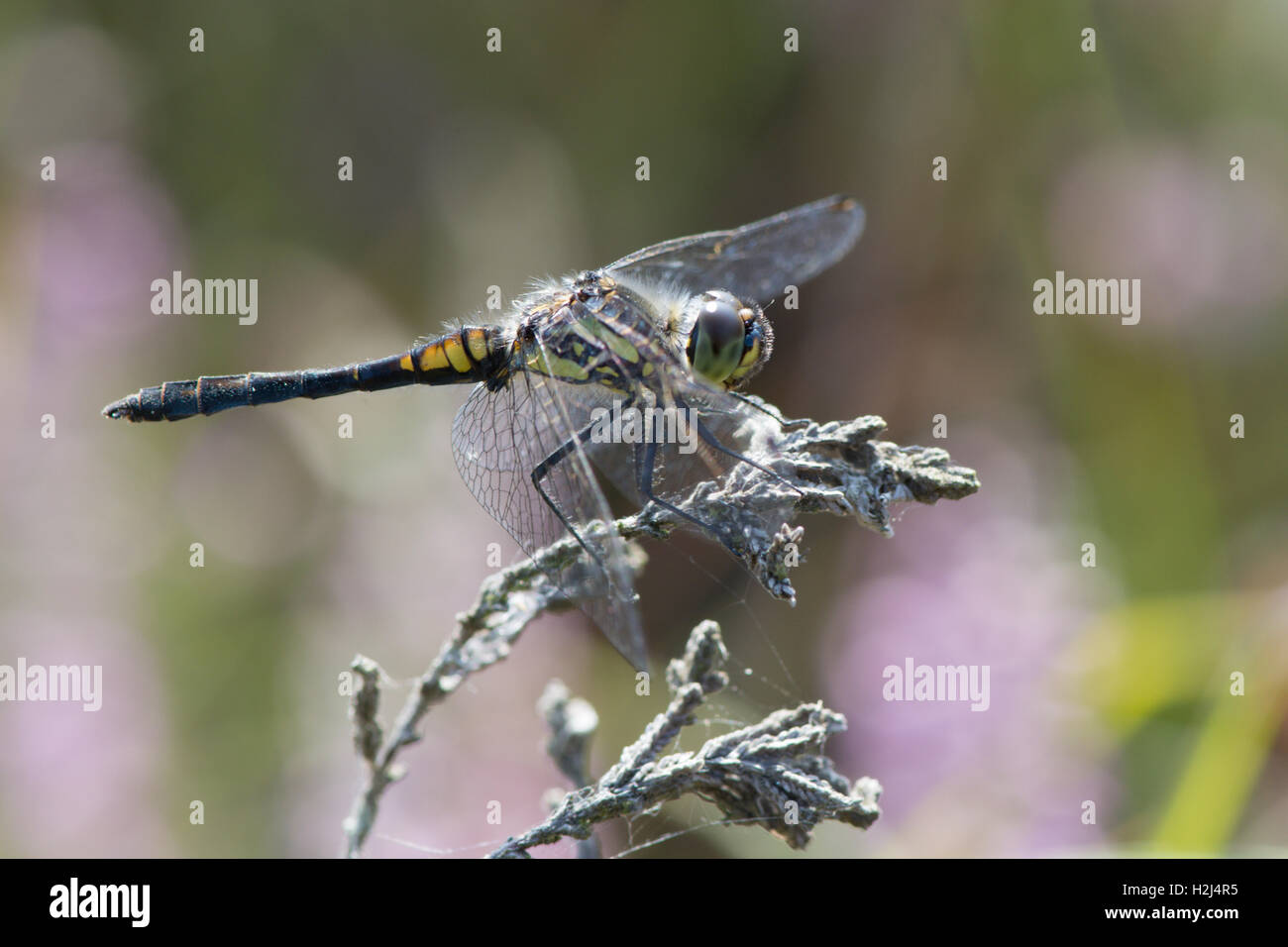 Black Darter [Sympetrum danae] male dragonfly. Sussex. UK. Resting on ...