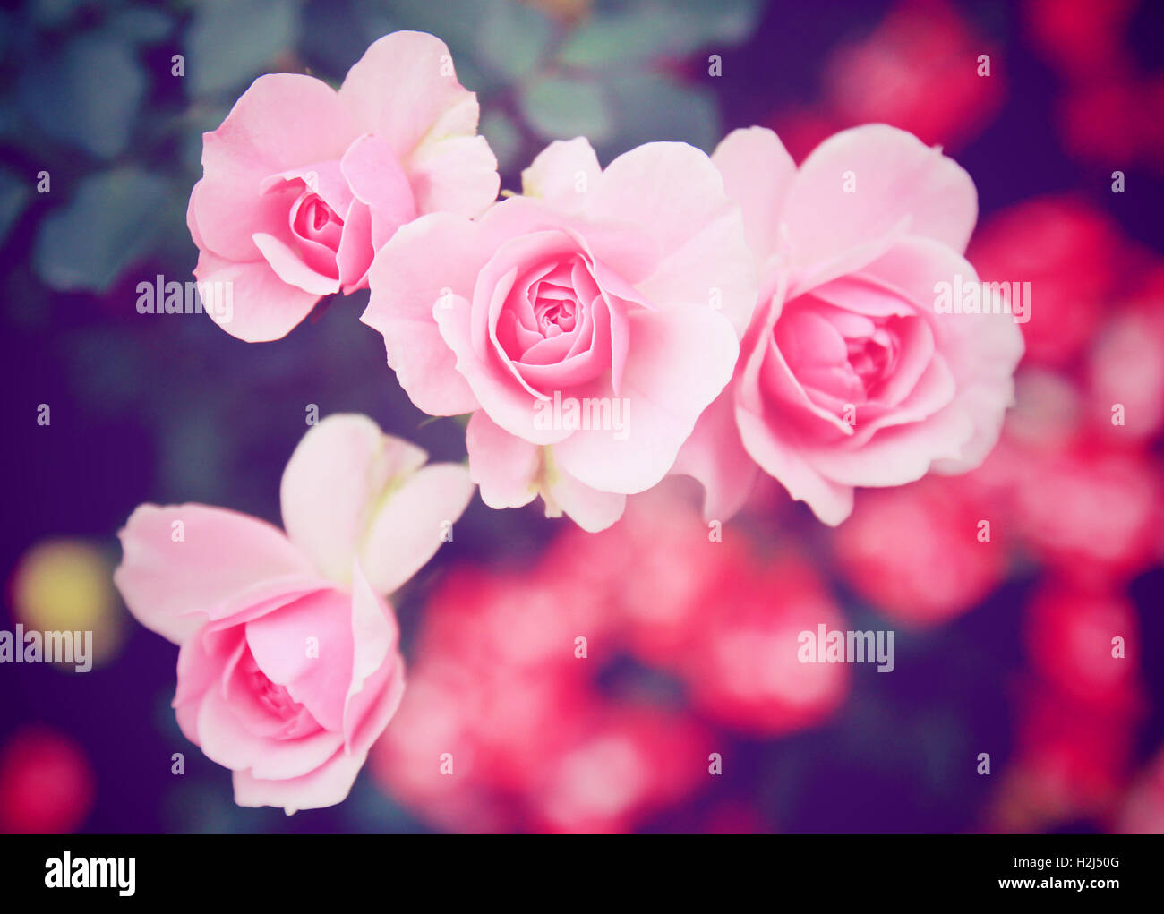 Pink rose in garden with retro filter effect Stock Photo - Alamy