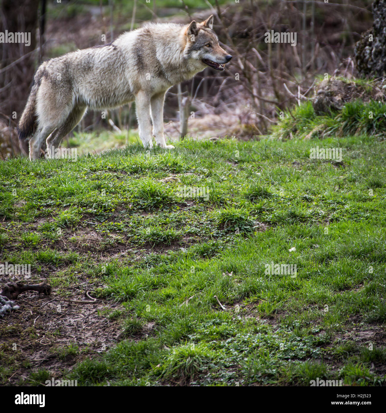 Gray/Eurasian wolf (Canis lupus Stock Photo - Alamy