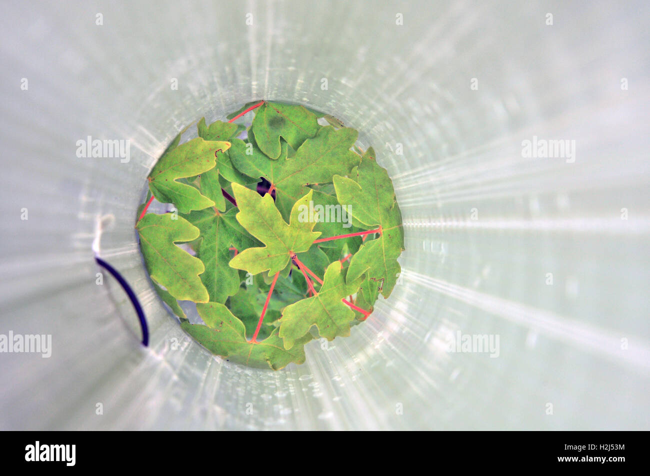 Maple tree protected from animals growing inside a defused plastic tube ...