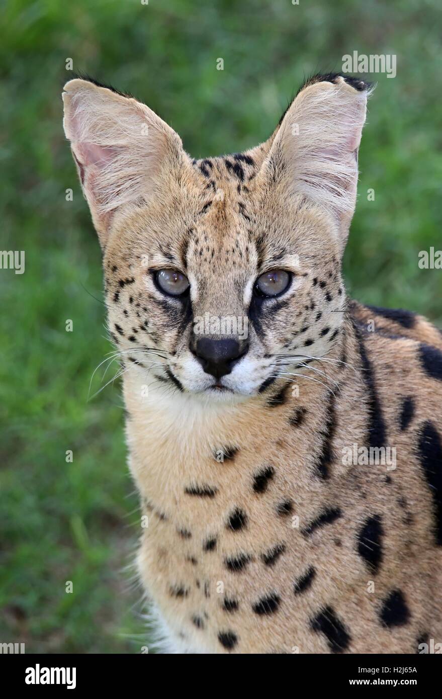 Serval Wild Cat Portrait Stock Photo - Alamy