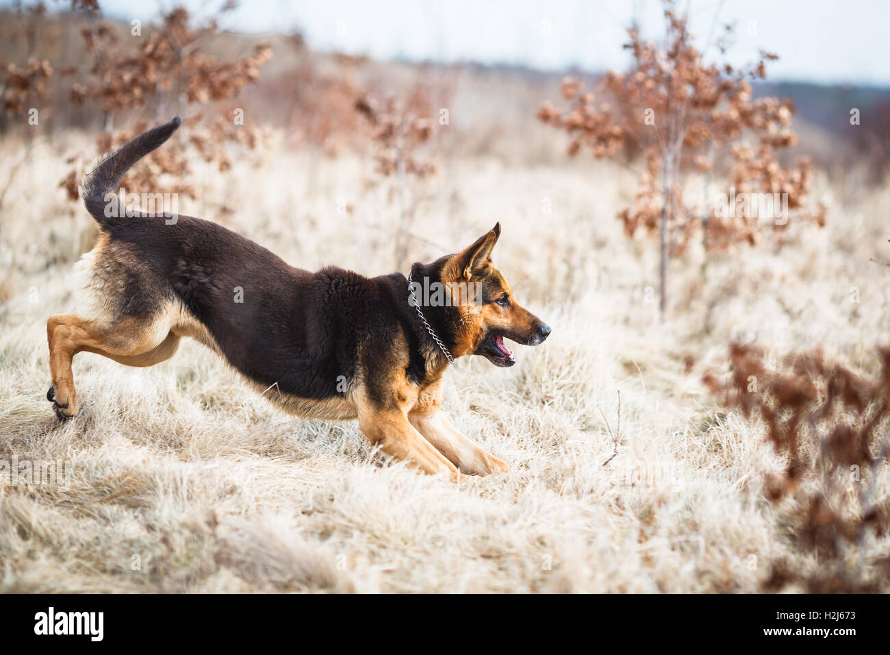 Splendid German Shepherd dog running outdoors Stock Photo - Alamy