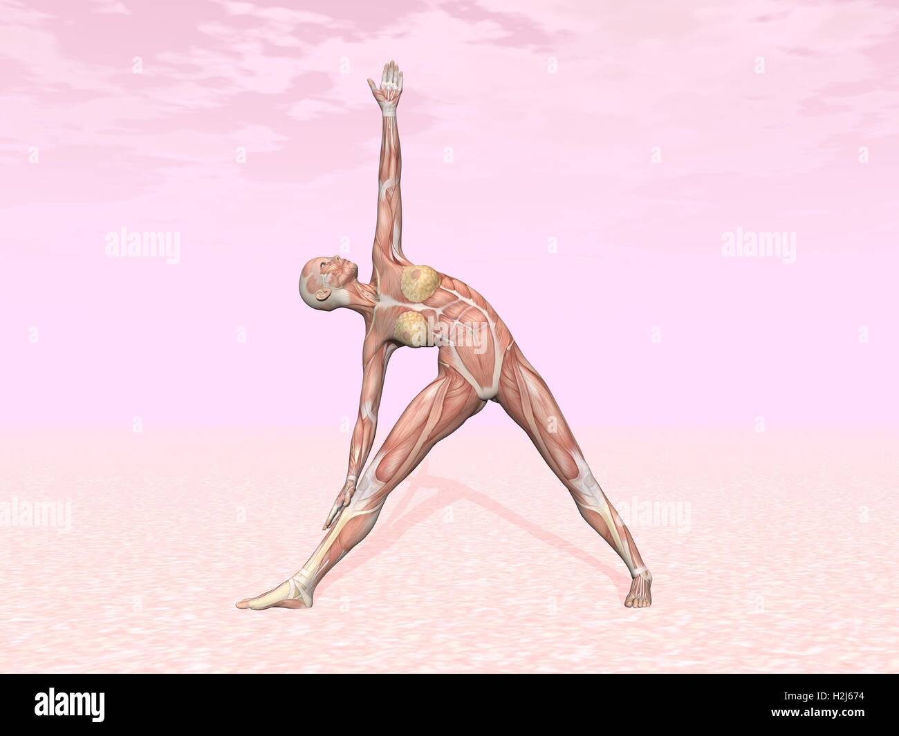 Triangle yoga pose for woman with muscle visible Stock Photo - Alamy