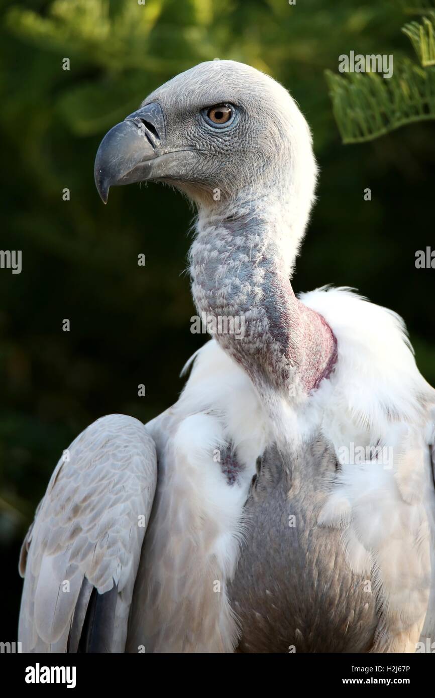 Griffon Vulture Bird Portrait Stock Photo - Alamy