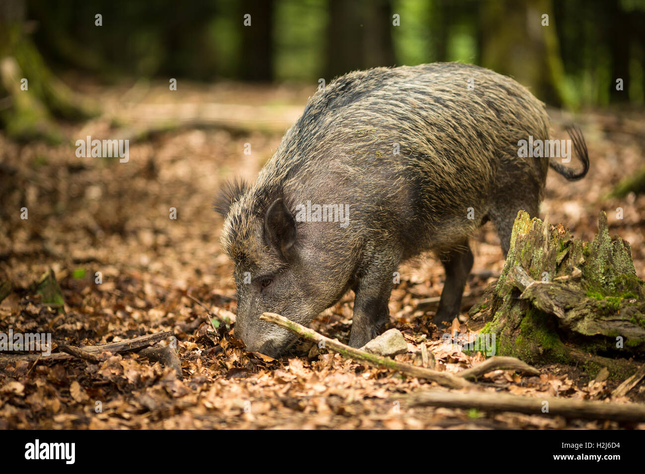 Wild boar (Sus scrofa Stock Photo - Alamy