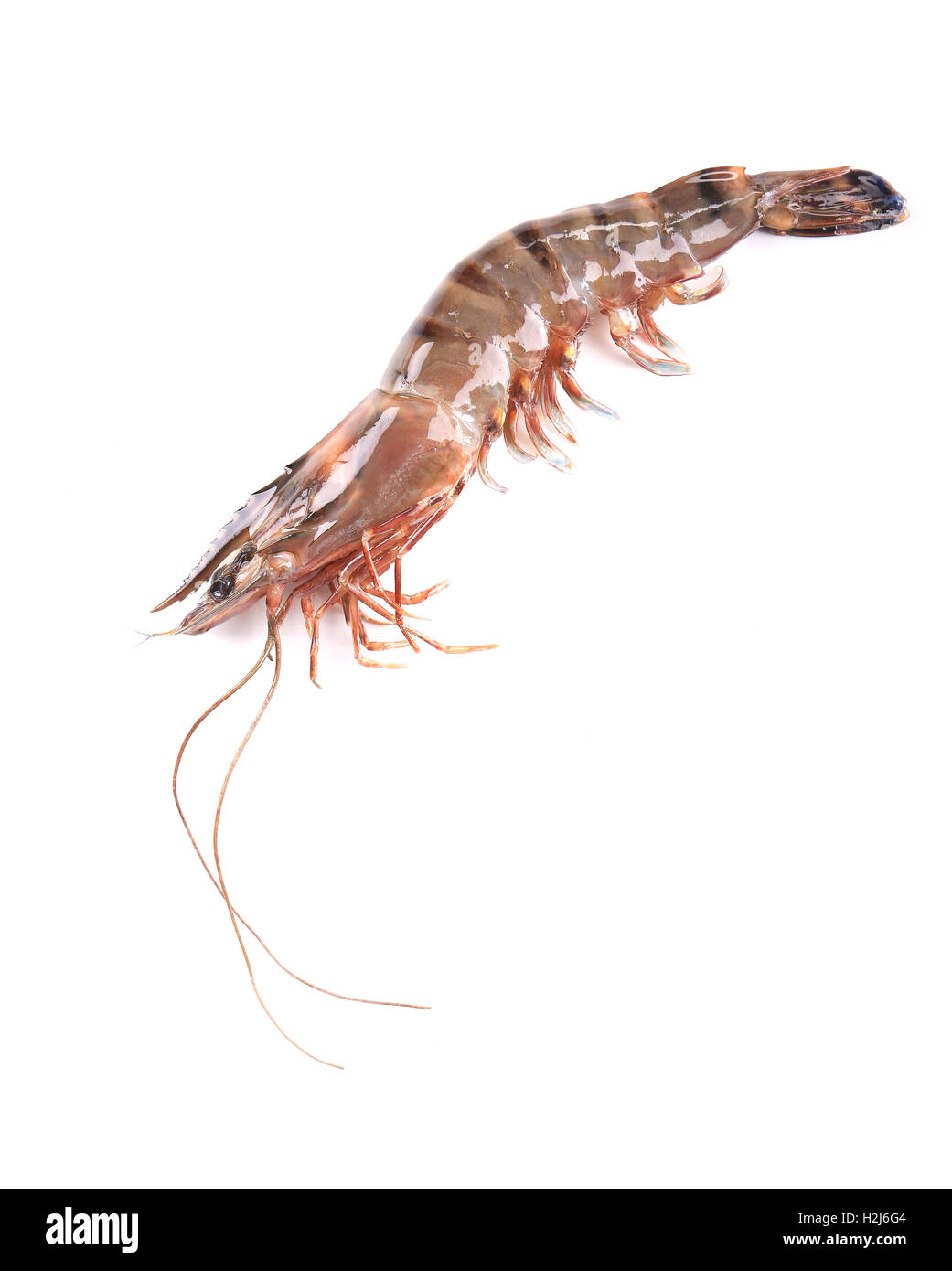 Fresh tiger shrimp closeup Stock Photo - Alamy
