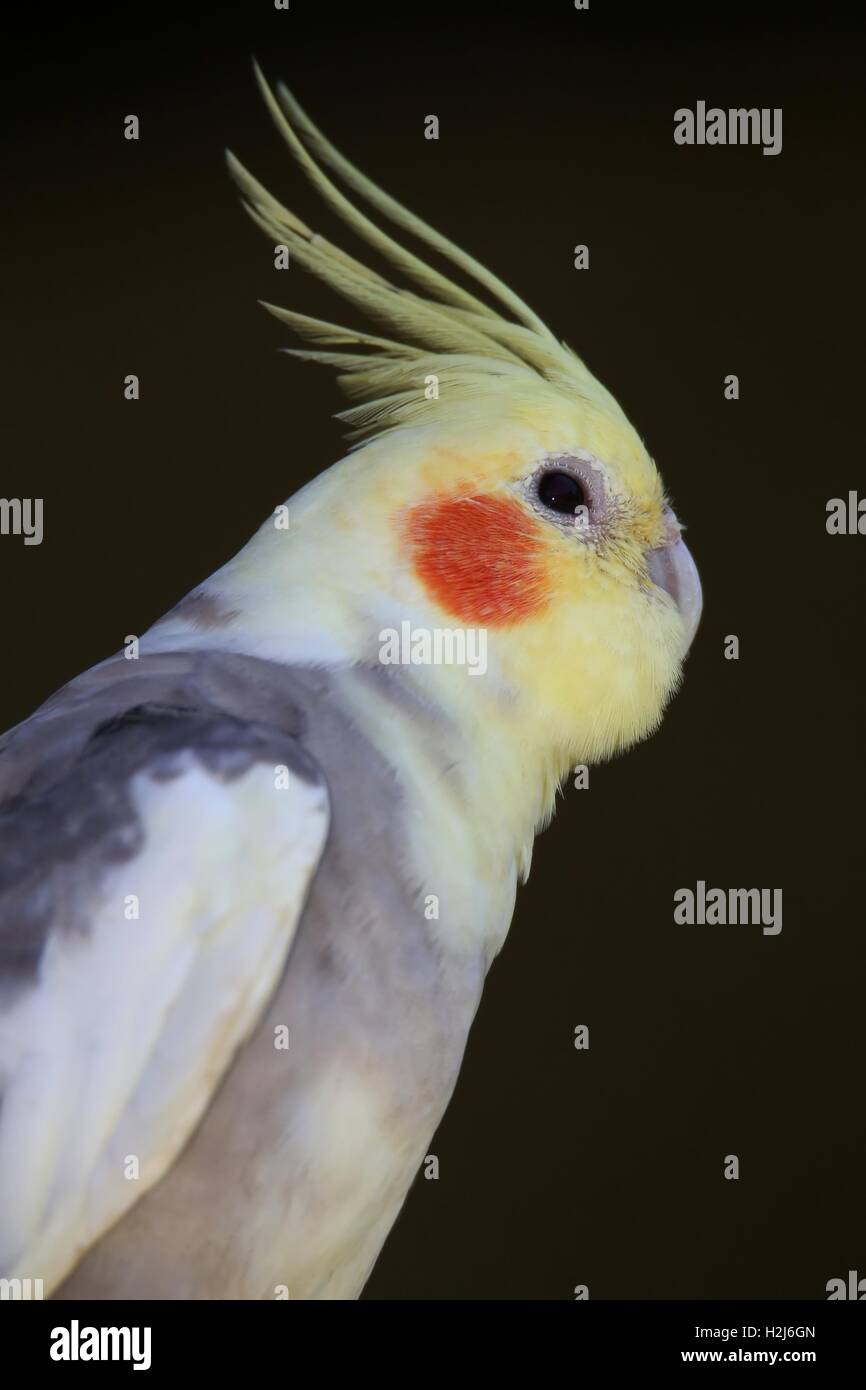 White cheek patch hi-res stock photography and images - Alamy