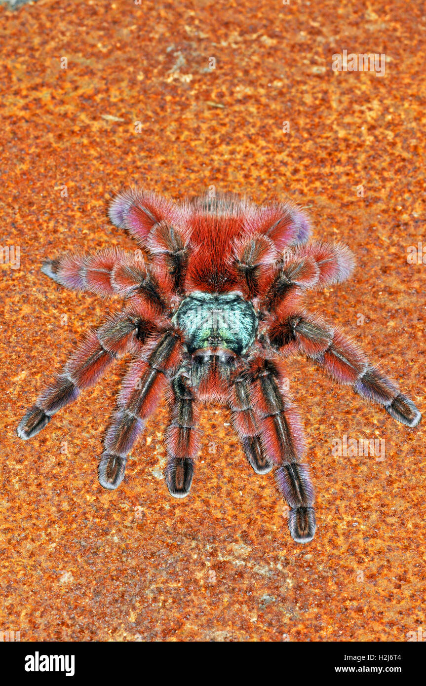 The Antilles Pinktoe tarantula (Caribena versicolor) female Stock Photo ...