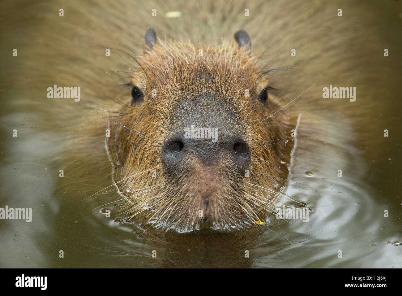 Brown capybara hi-res stock photography and images - Alamy