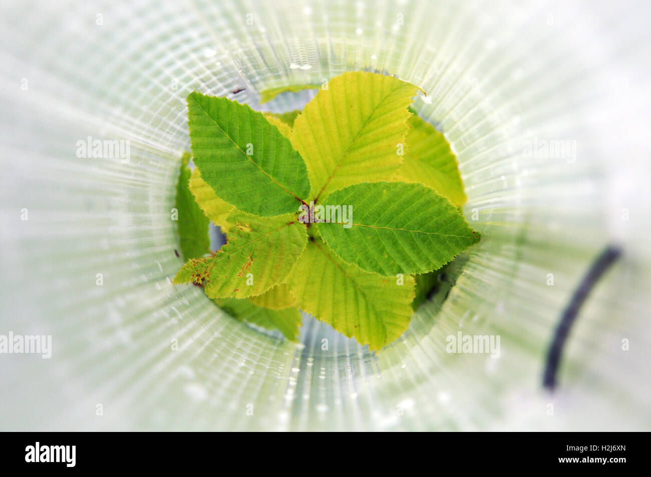 Beech tree protected from animals growing inside a defused plastic tube ...