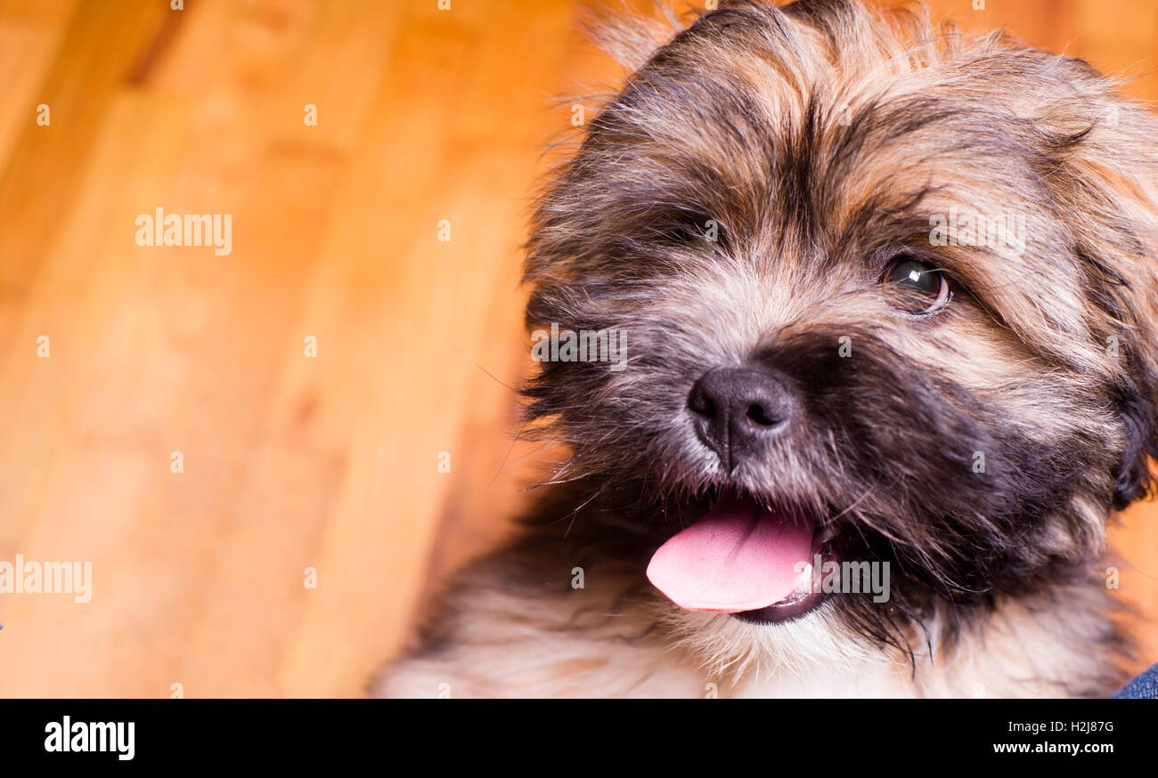 Tibetan Lhasa Apso Small Canine Dog Breed Furry Animal Creature Stock ...