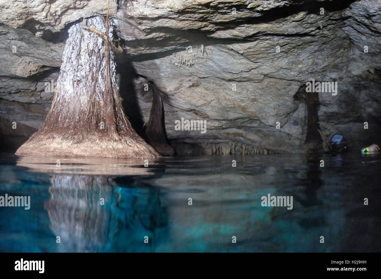 Tree root cave ceiling hi-res stock photography and images - Alamy