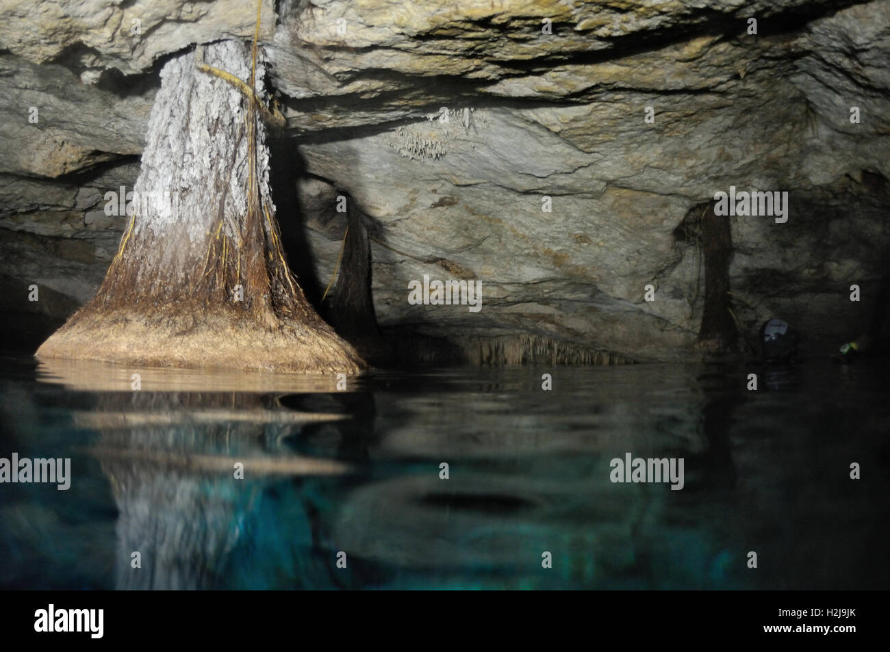 Palm roots growing through the cave ceiling, Chac mool cave, Yucatan ...