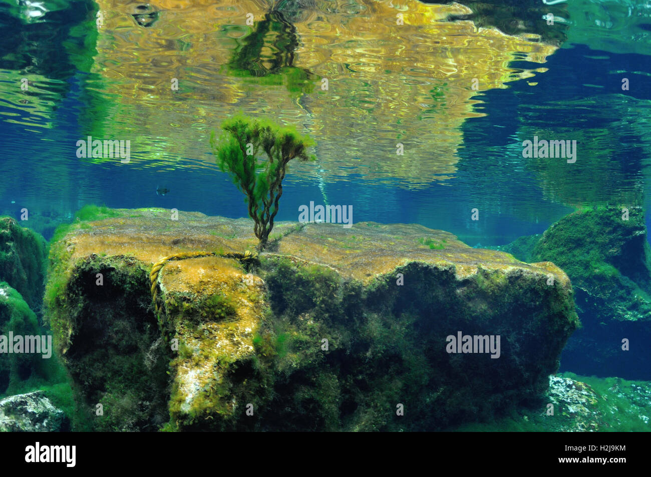Algae covered old rope is hanging over a boulder like a bush, Ponderosa ...