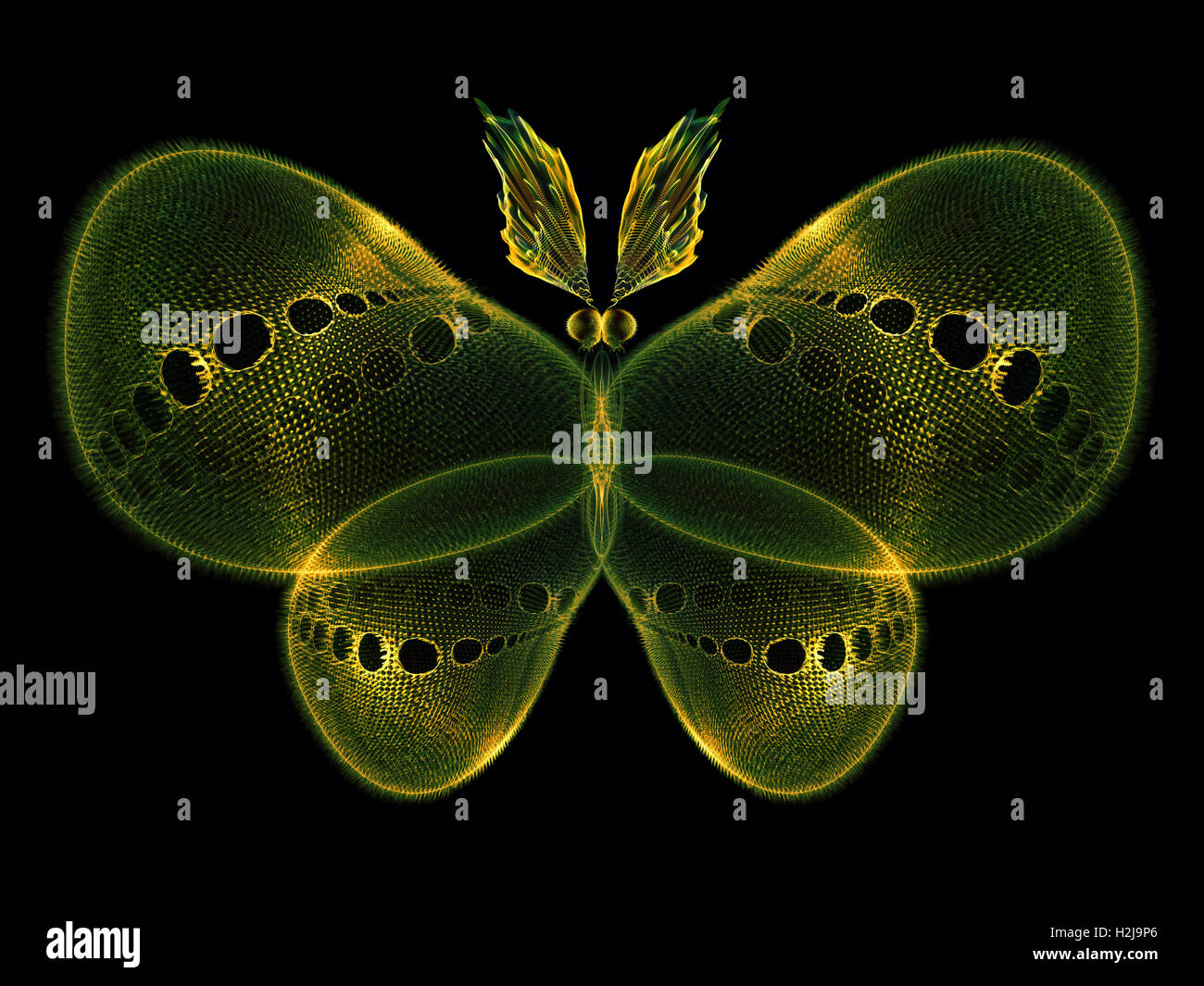 In Search of Butterfly Stock Photo - Alamy