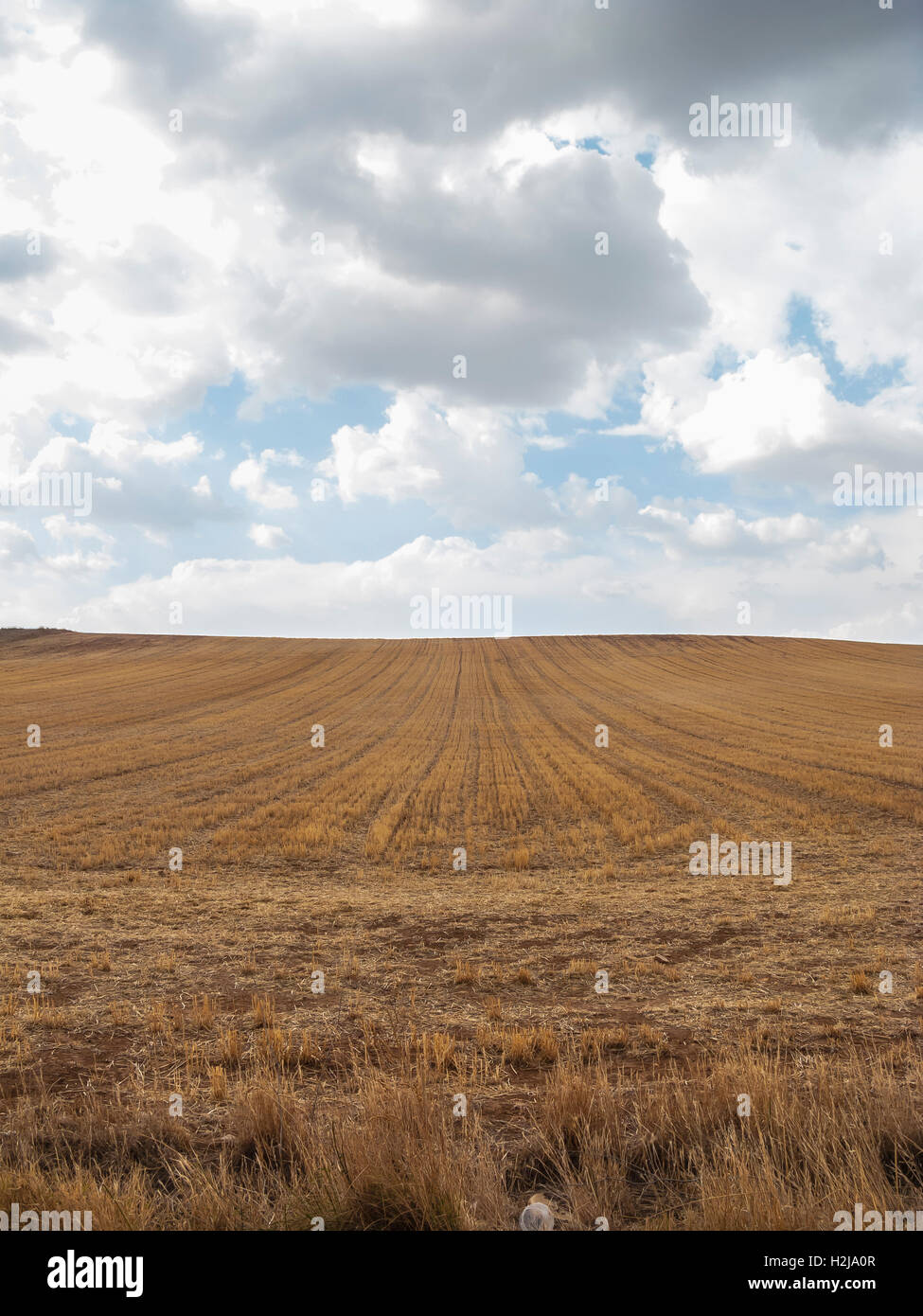 Olive field, Greeny landscape agaisnt blue sky and sun, spanish Stock ...