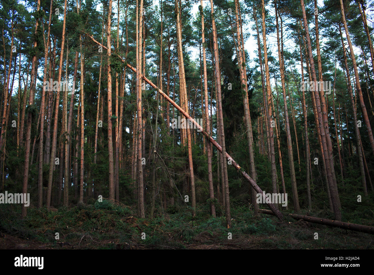 Forest with fallen trees in the wake of a strong storm Stock Photo - Alamy