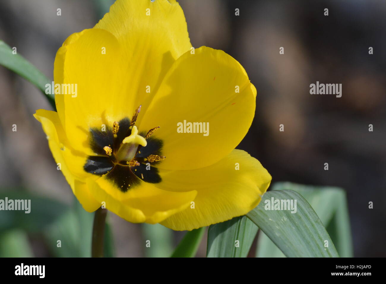 Tulip petals in sunlight hi-res stock photography and images - Alamy
